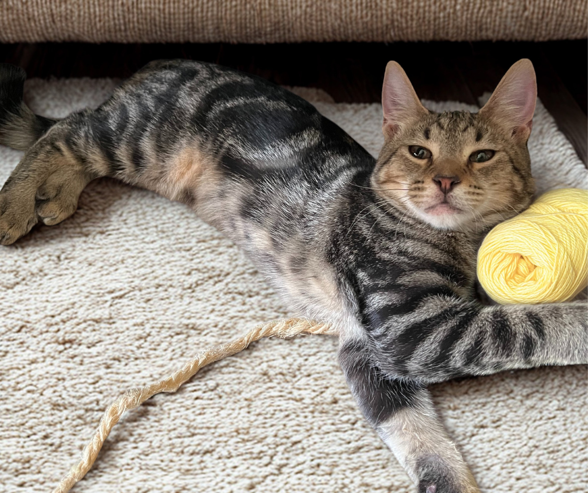 Luna – Save A Pet Foundation | Non- Profit Organisation Pet Toys & Food